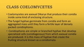 Deuteromycotina | PPTX