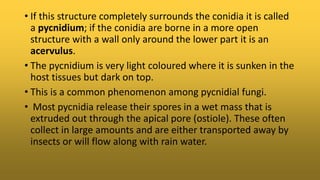 Deuteromycotina | PPTX