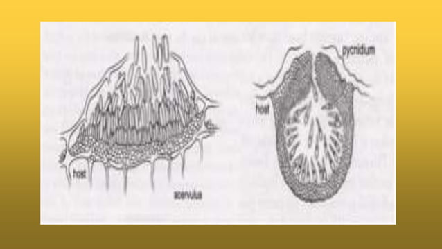 Deuteromycotina | PPTX