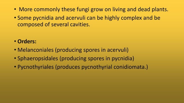 Deuteromycotina | PPTX