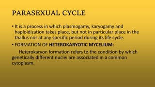 Deuteromycotina | PPTX