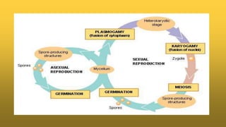 Deuteromycotina | PPTX