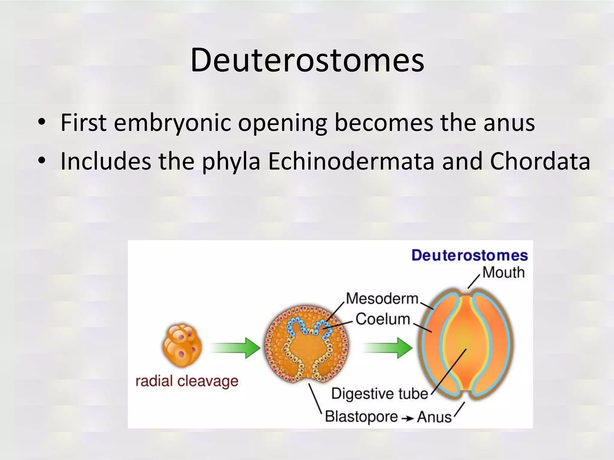 Deuterostome Lab | PPTX