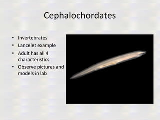 Deuterostome Lab | PPTX