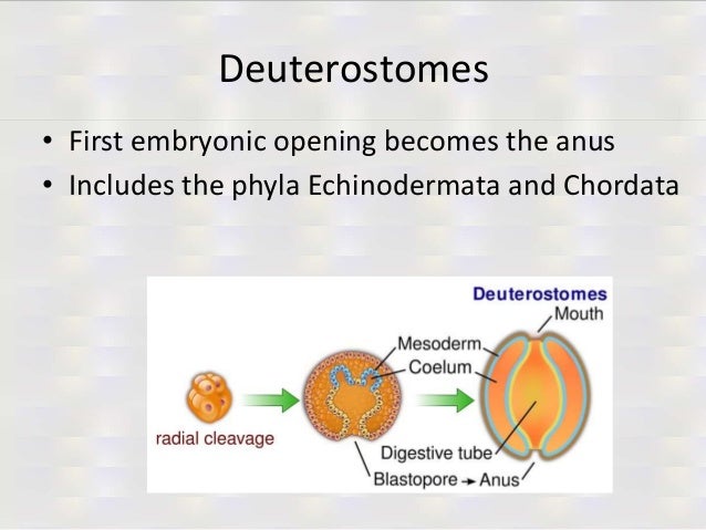 Deuterostome Lab