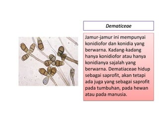 PPT Deutromycota | PPT