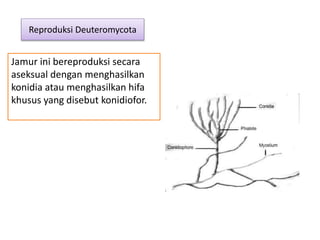 PPT Deutromycota | PPT