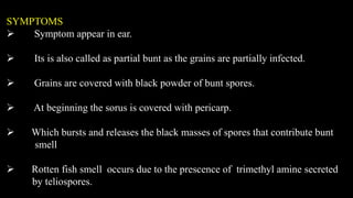 Bunts of wheat | PPTX