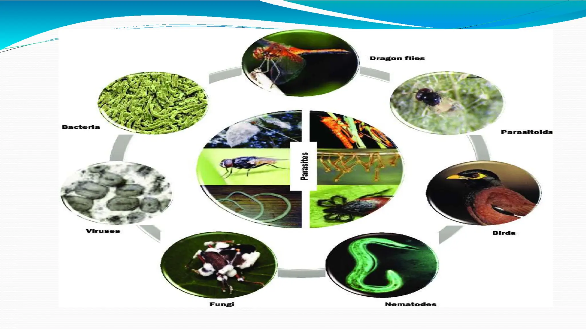 Biofertilizers and biocontrol agents.Deva