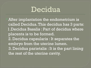 placenta formation in modern anatomy | PPTX