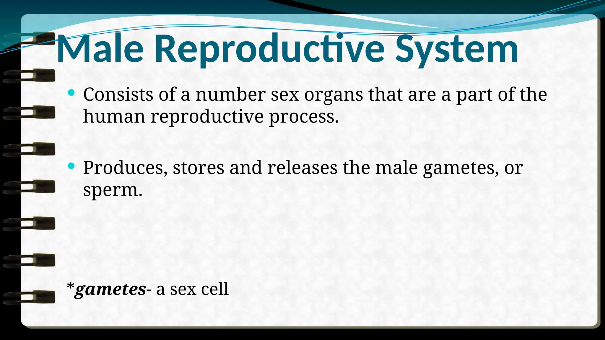 Topic male reproductive system of bams.pptx