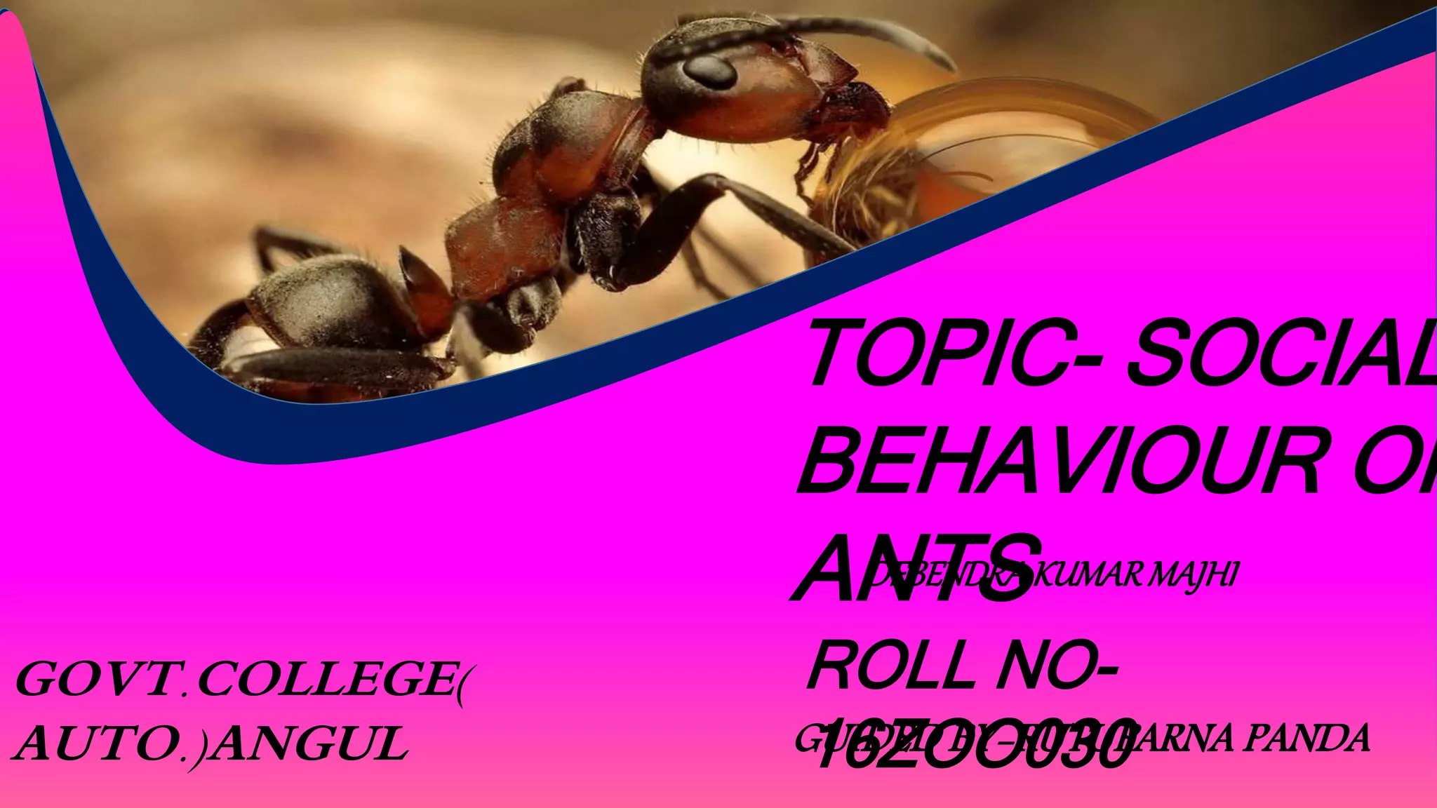 Social Behaviour of Ant | PPTX