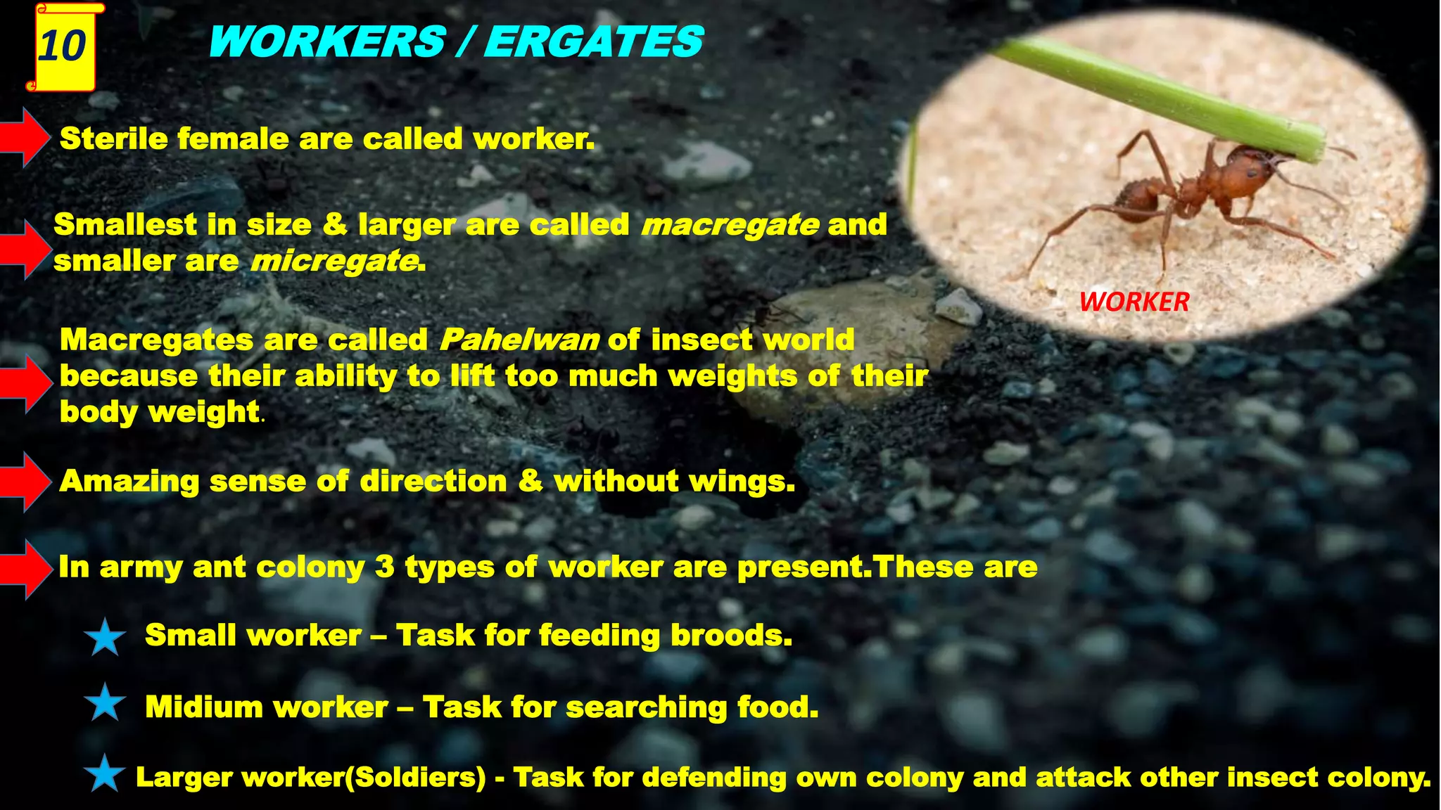 Social Behaviour of Ant | PPTX