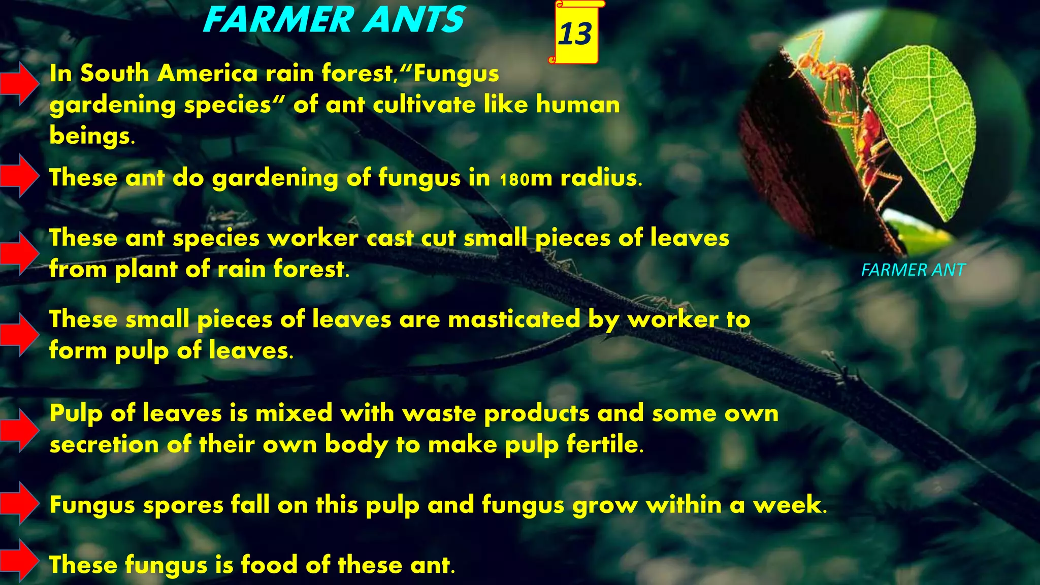 Social Behaviour of Ant | PPTX