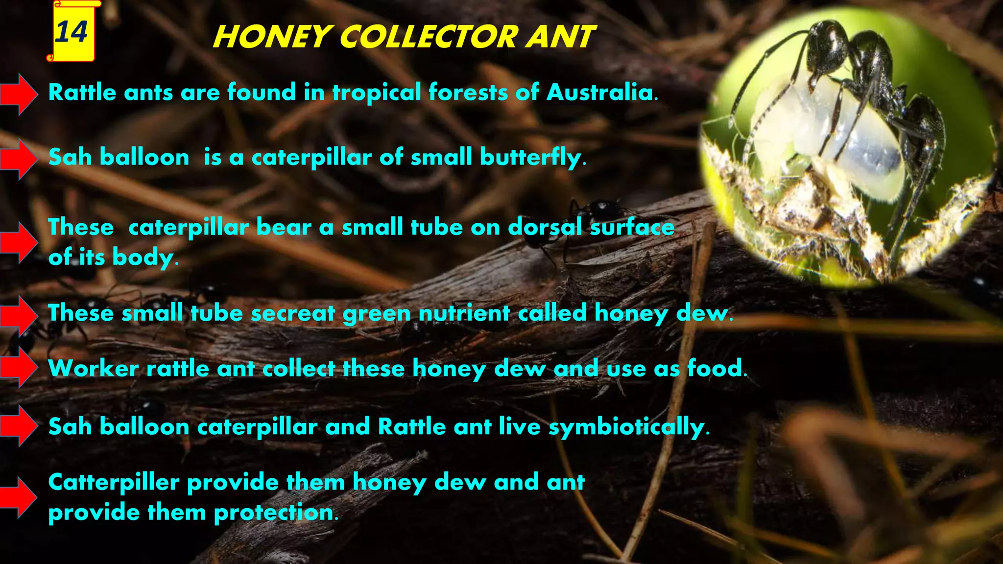 Social Behaviour of Ant | PPTX