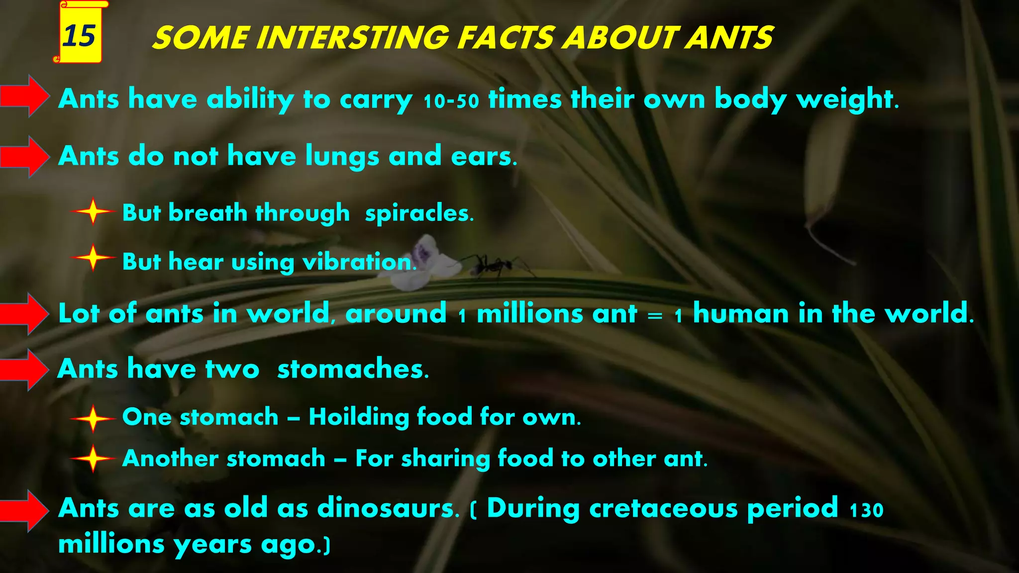 Social Behaviour of Ant | PPTX