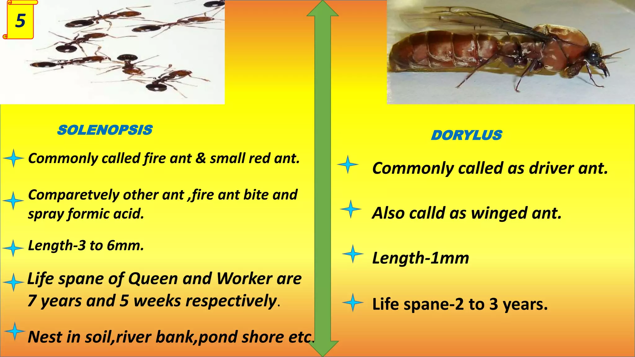 Social Behaviour of Ant | PPTX