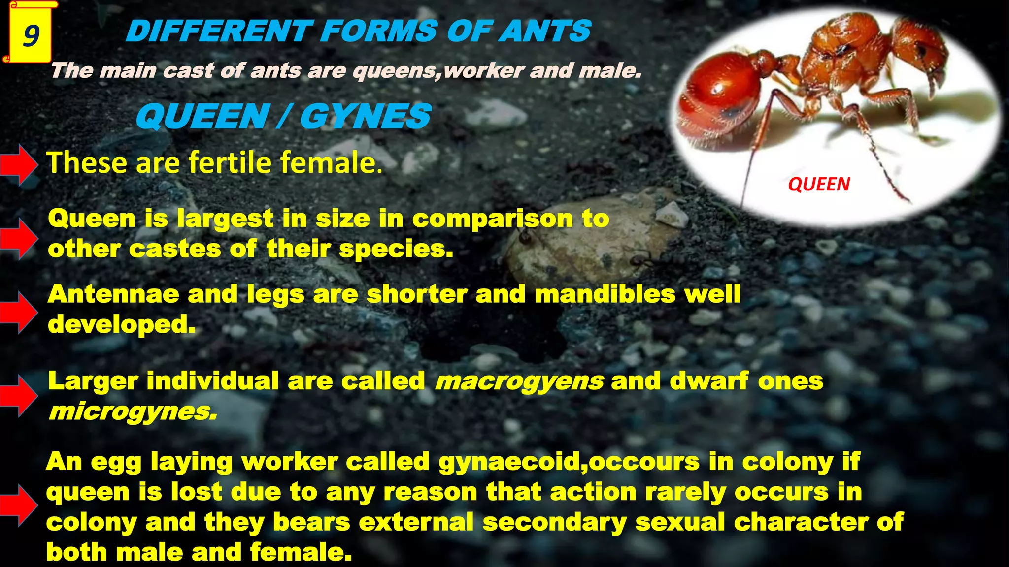 Social Behaviour of Ant | PPTX