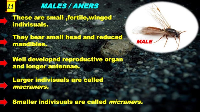 Social Behaviour of Ant | PPTX