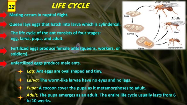 Social Behaviour of Ant | PPTX