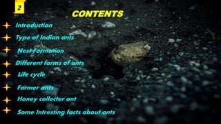 Social Behaviour of Ant | PPTX