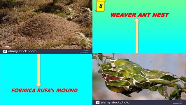 Social Behaviour of Ant | PPTX