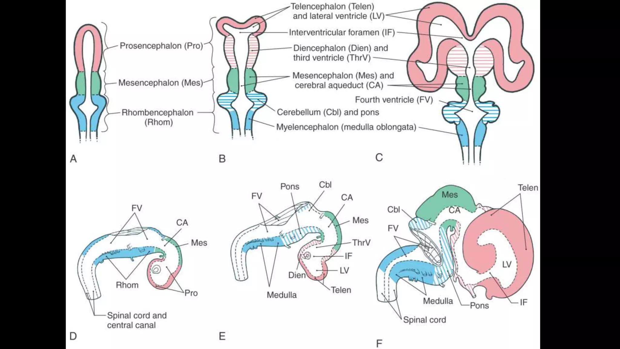 congenital brain anomalies | PPTX