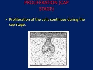 Develoment of Dentition | PPT