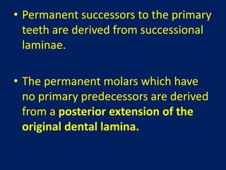 Develoment of Dentition | PPT