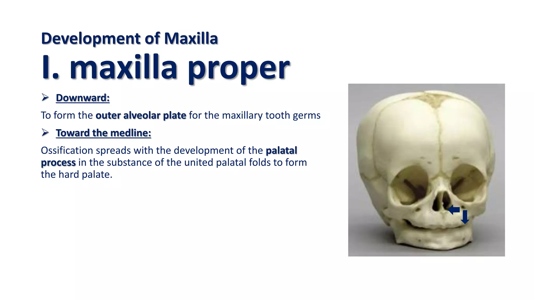 Development & Growth of Maxilla | PPTX