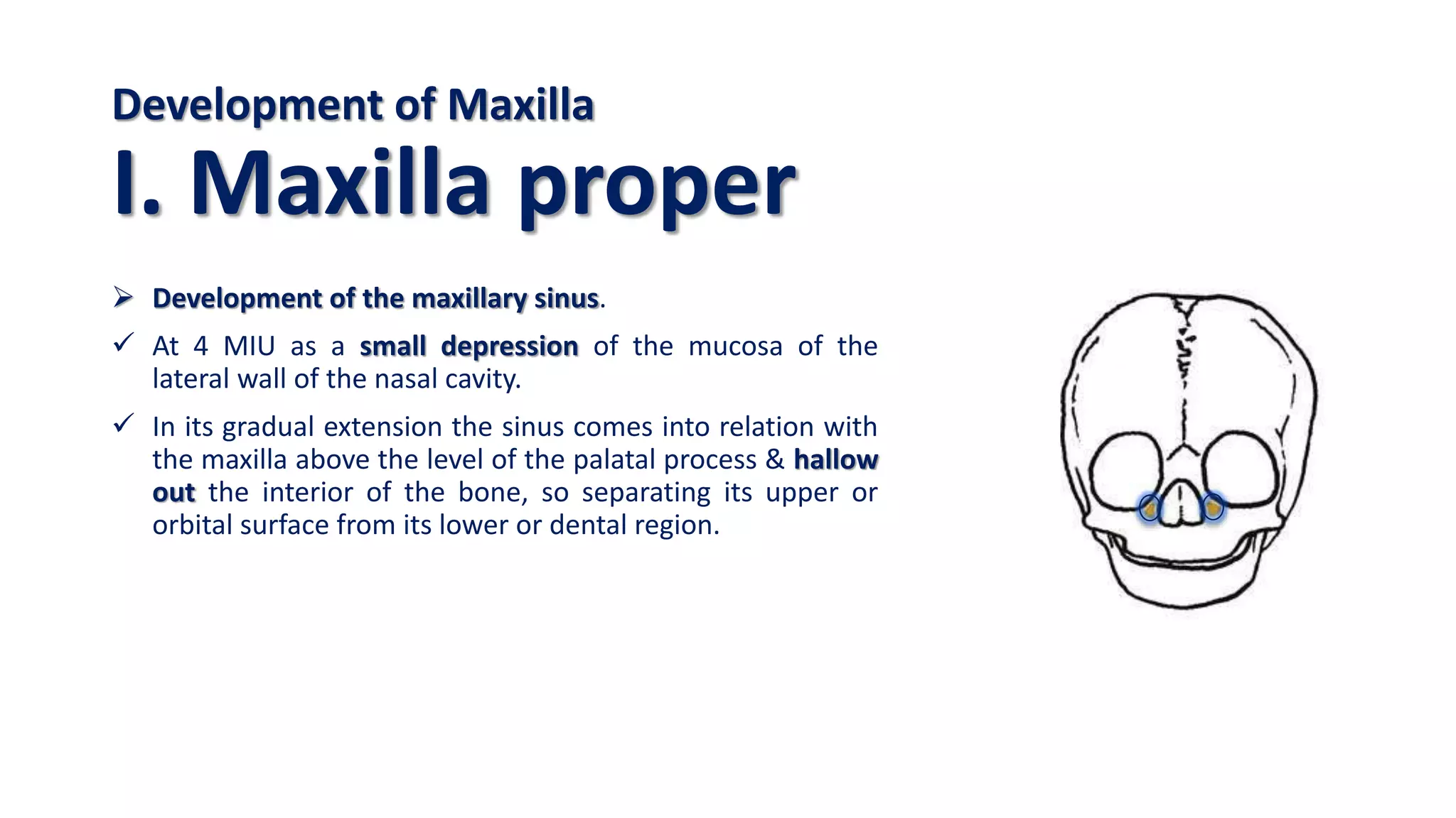Development & Growth of Maxilla | PPTX