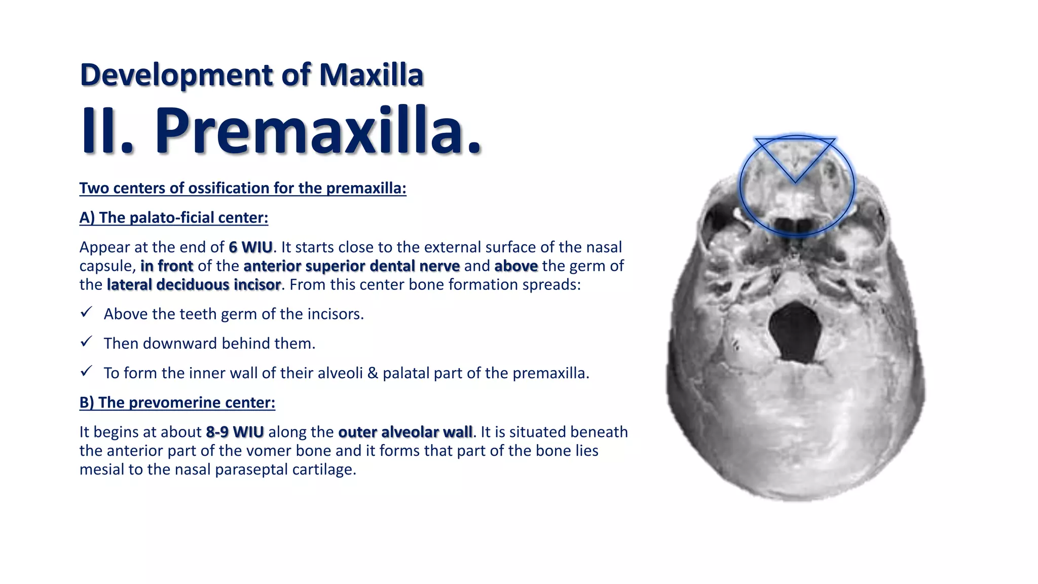 Development & Growth of Maxilla | PPTX