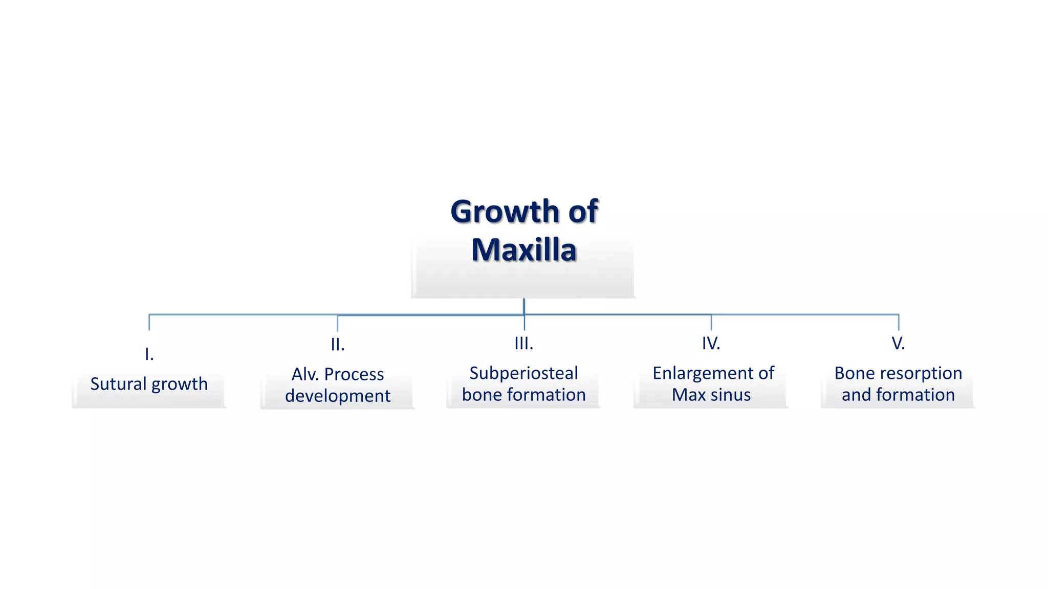 Development & Growth of Maxilla | PPTX