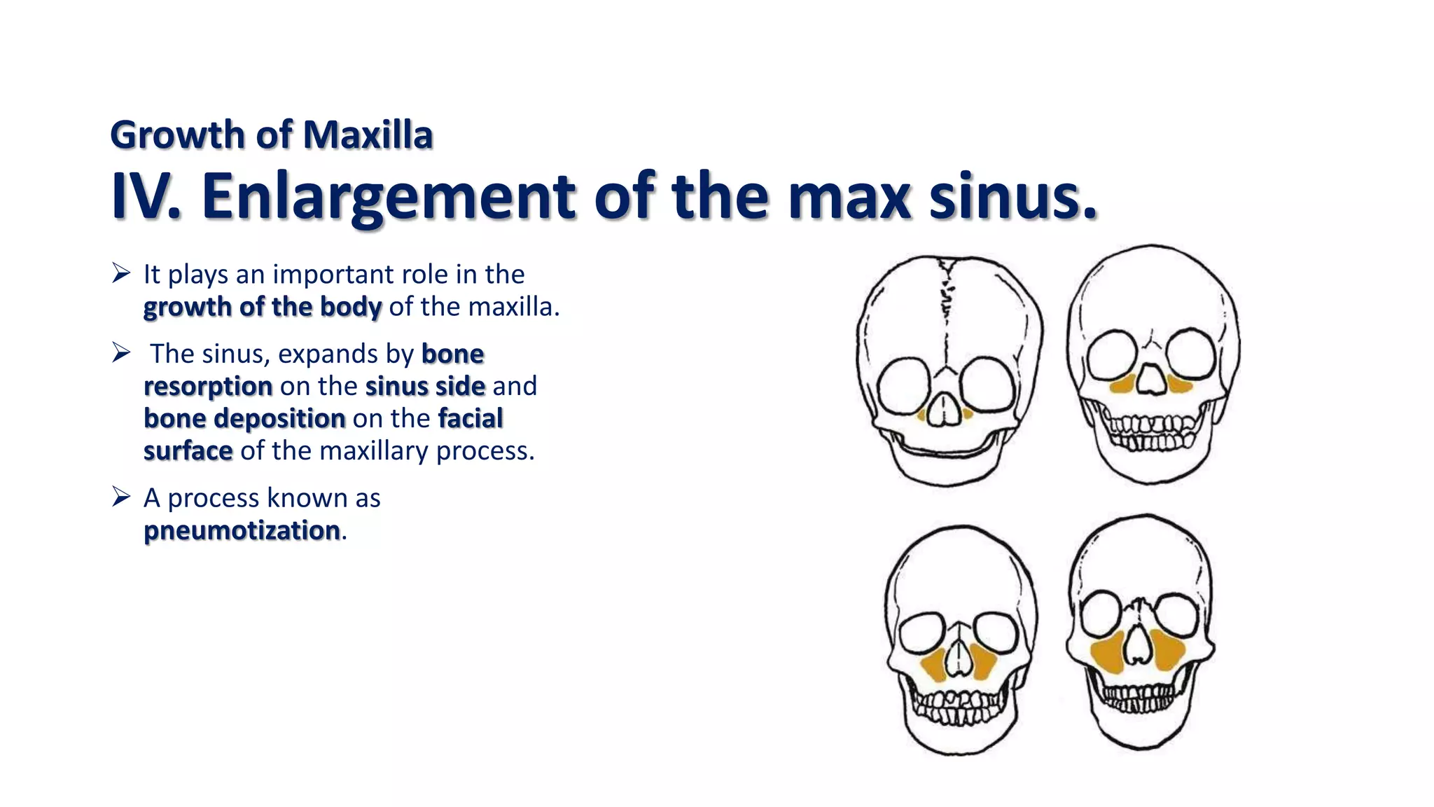 Development & Growth of Maxilla | PPTX