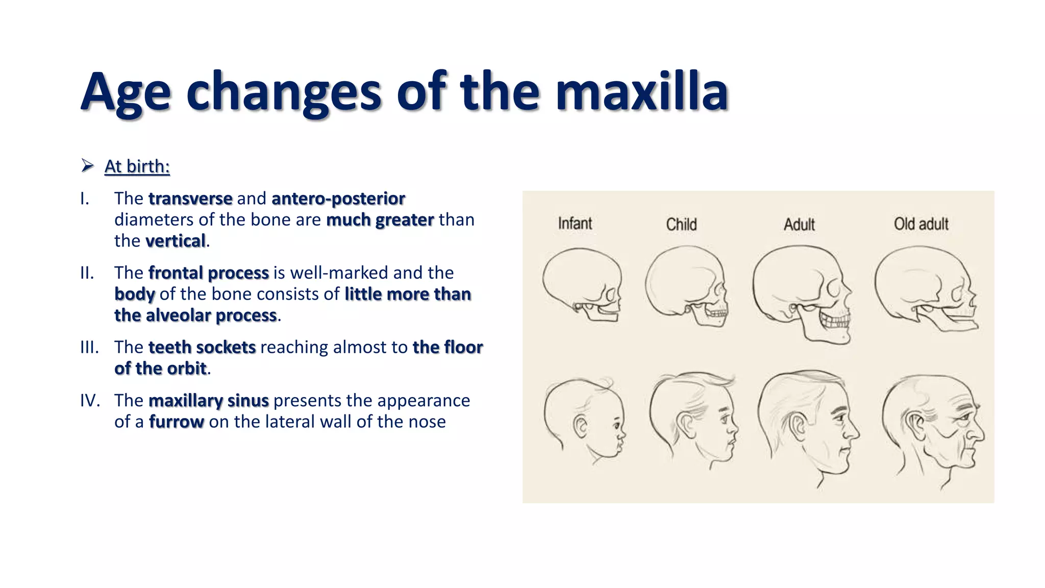 Development & Growth of Maxilla | PPTX