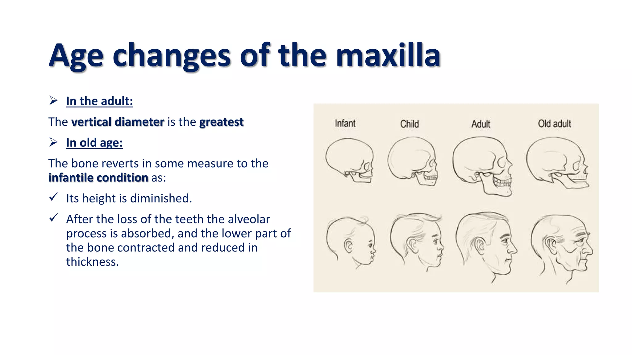 Development & Growth of Maxilla | PPTX
