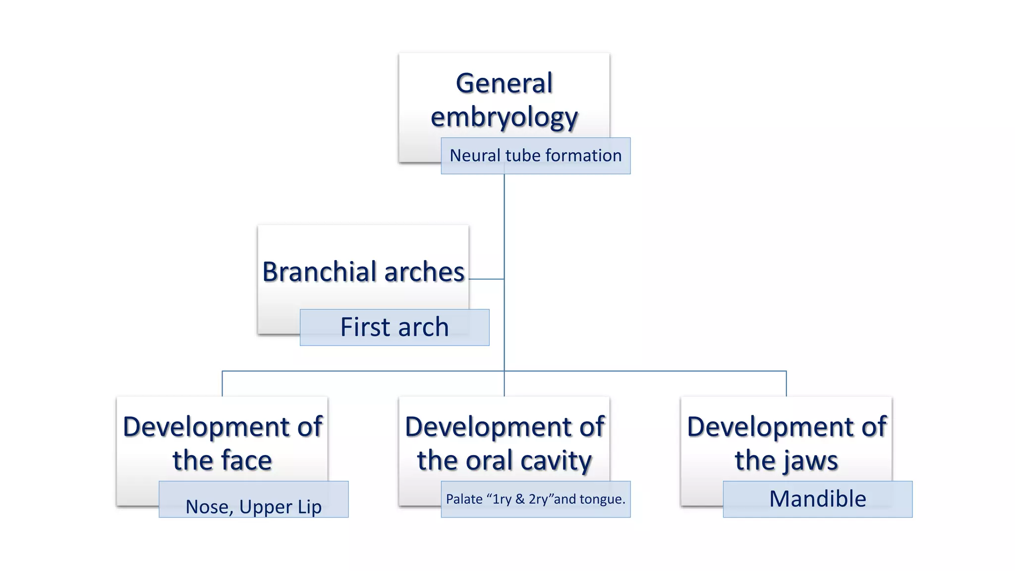 Development & Growth of Maxilla | PPTX