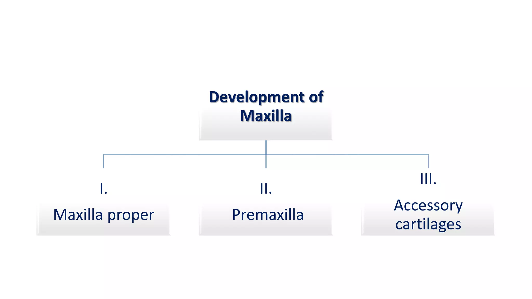 Development & Growth of Maxilla | PPTX
