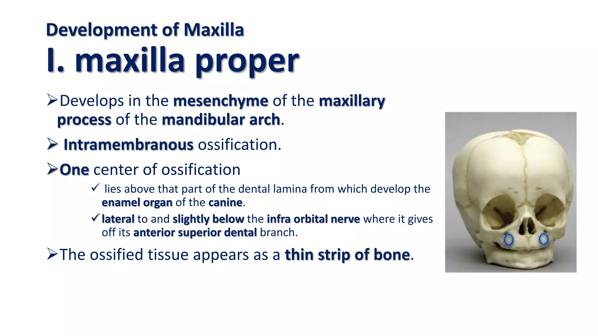 Development & Growth of Maxilla | PPTX