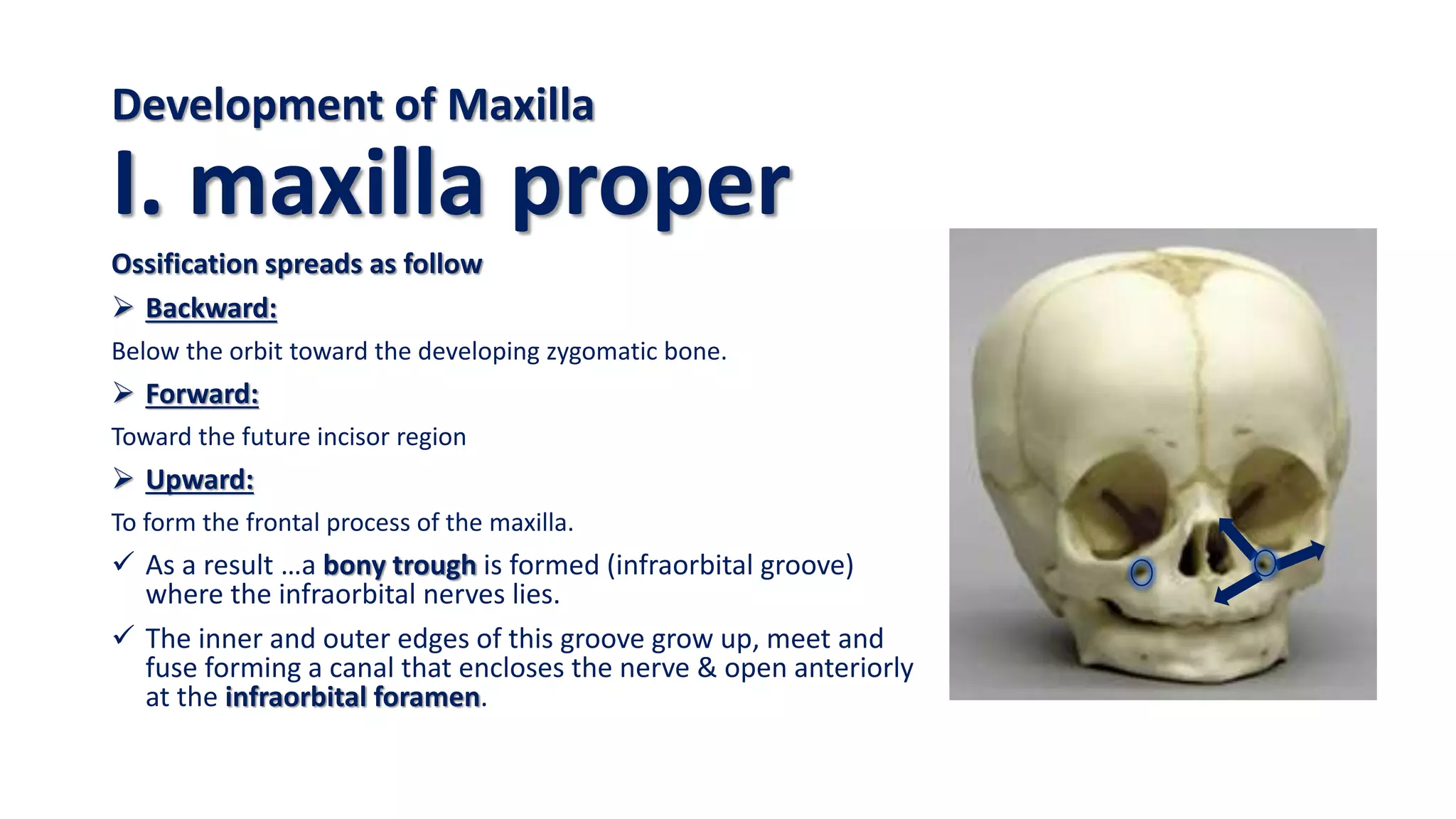 Development & Growth of Maxilla | PPTX