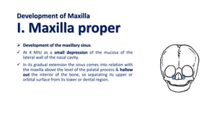 Development & Growth of Maxilla | PPTX
