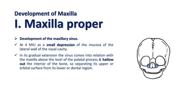 Development & Growth of Maxilla | PPTX