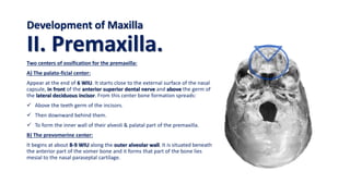 Development & Growth of Maxilla | PPTX