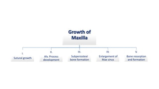 Development & Growth of Maxilla | PPTX