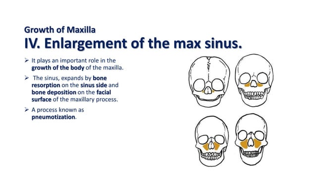 Development & Growth of Maxilla | PPTX