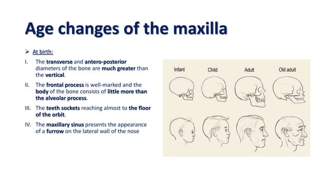 Development & Growth of Maxilla | PPTX