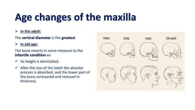 Development & Growth of Maxilla | PPTX