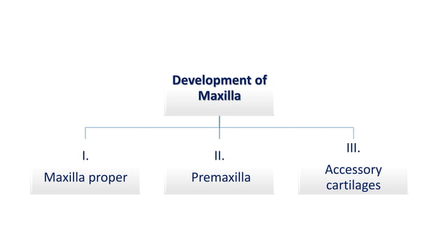 Development & Growth of Maxilla | PPTX