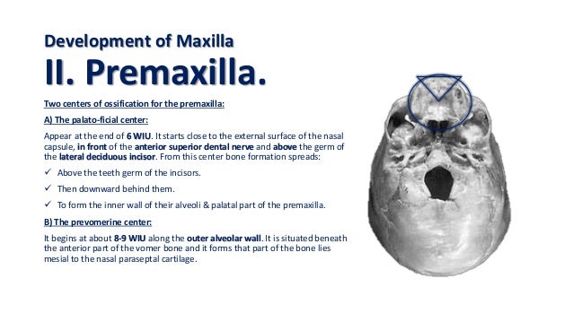 Development & Growth of Maxilla