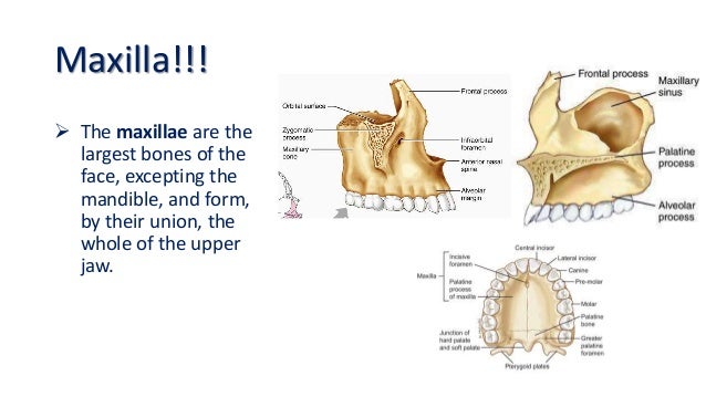 Development & Growth of Maxilla